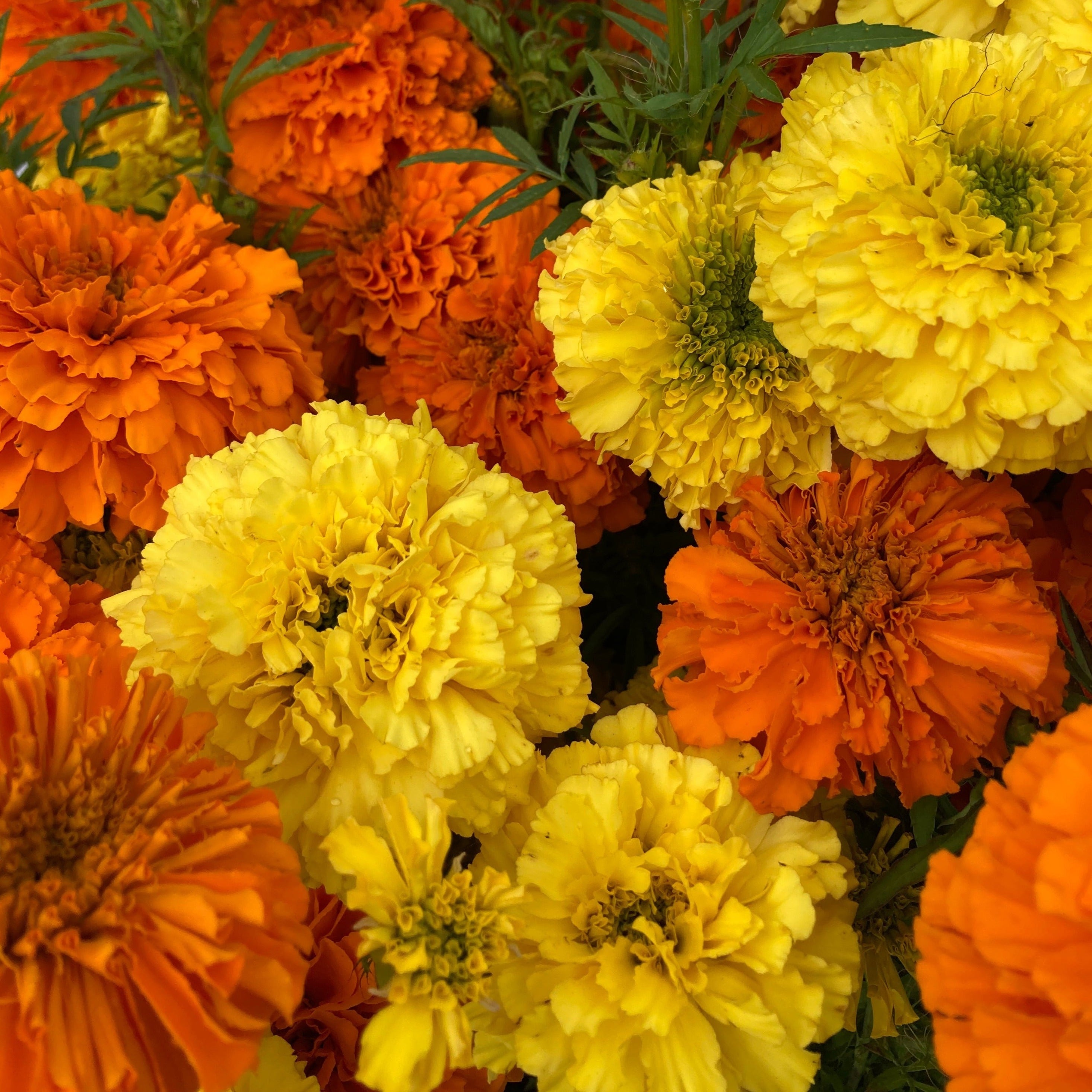Marigold Seed – BC Eco Seed Co-op