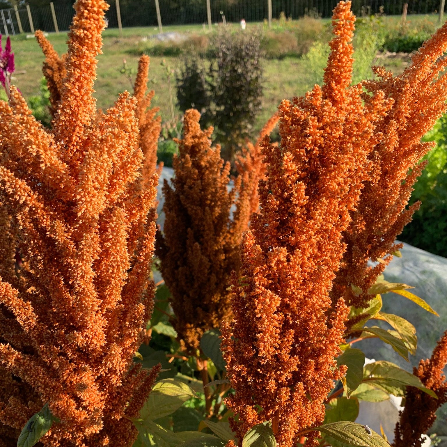 Copperhead Amaranth – BC Eco Seed Co-op