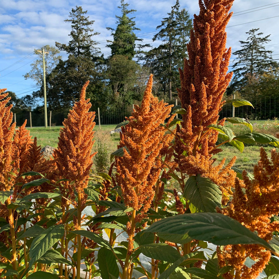 Organic & Ecological BC-Grown Vegetable, Flower, Herb and Grain Seeds ...