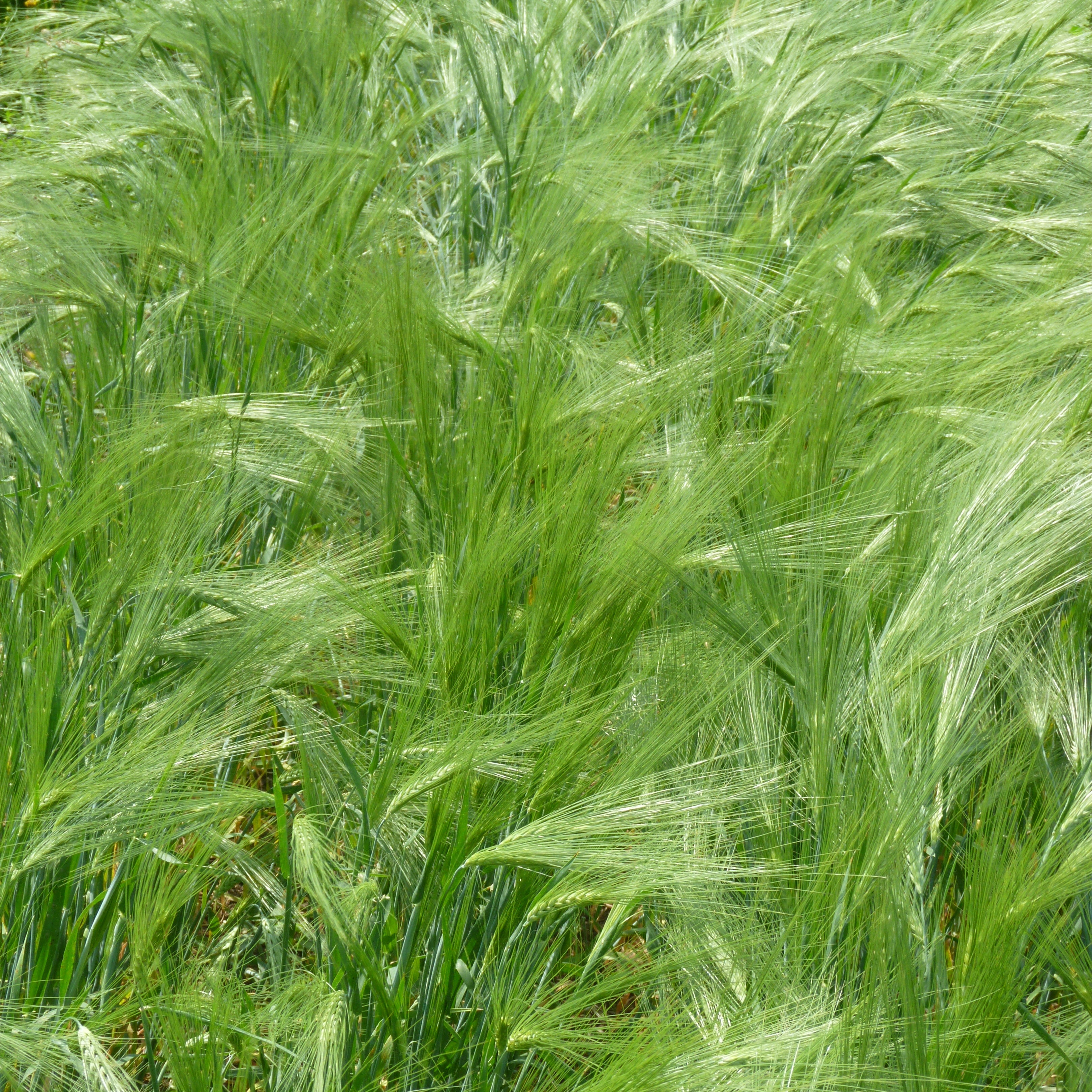 Organic & Ecological BC-Grown Vegetable, Flower, Herb and Grain Seeds ...