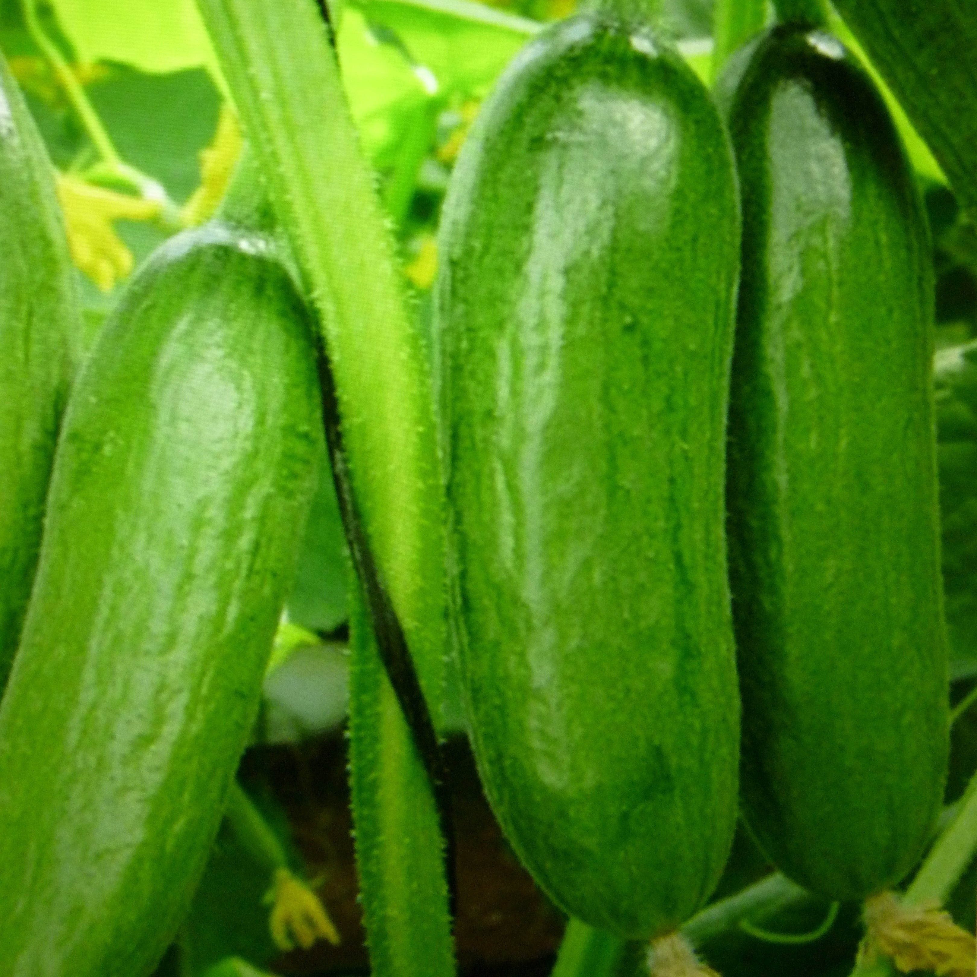Green Fingers Cucumber – BC Eco Seed Co-op