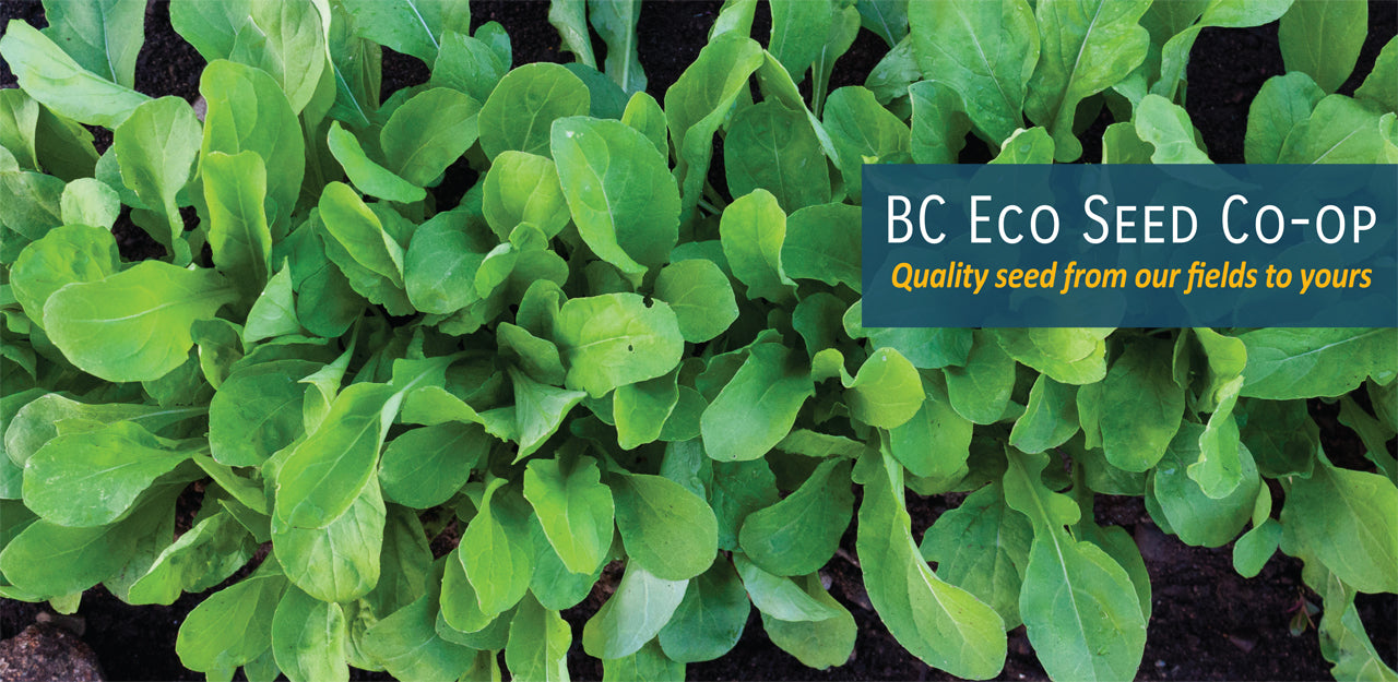 Organic & Ecological BC-Grown Vegetable, Flower, Herb and Grain Seeds ...