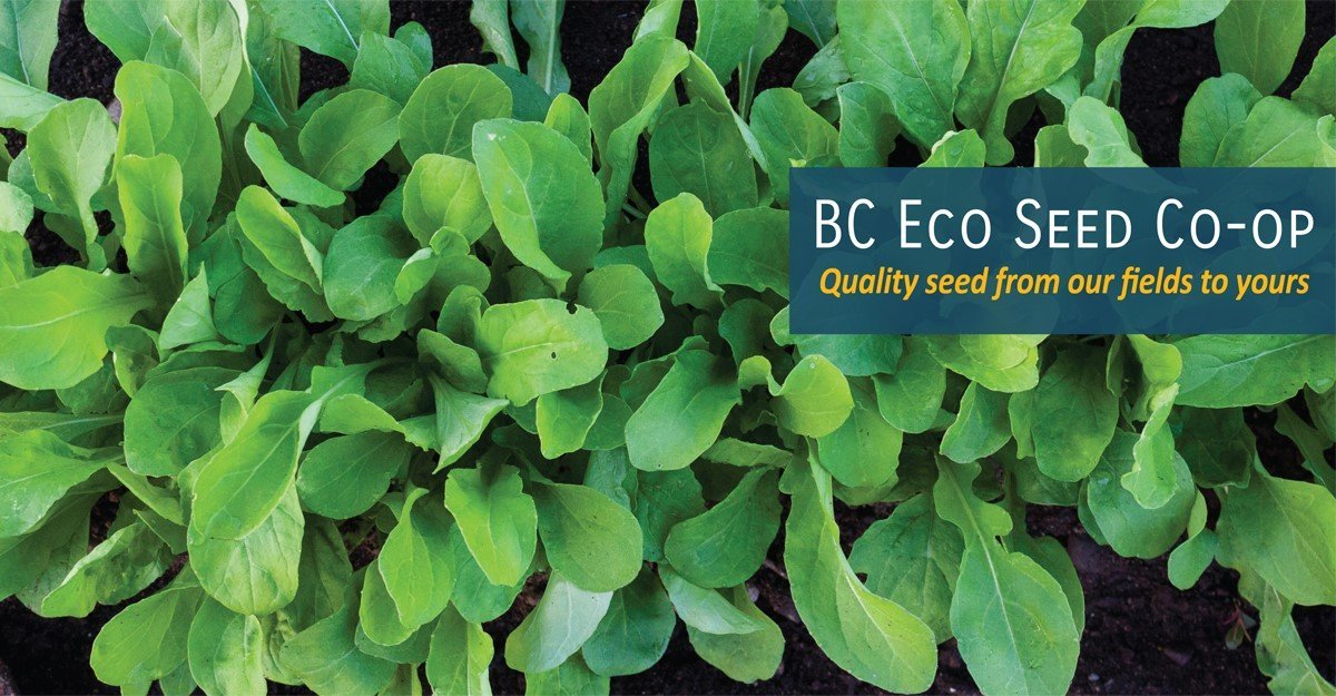 Organic & Ecological BC-Grown Vegetable, Flower, Herb and Grain Seeds ...