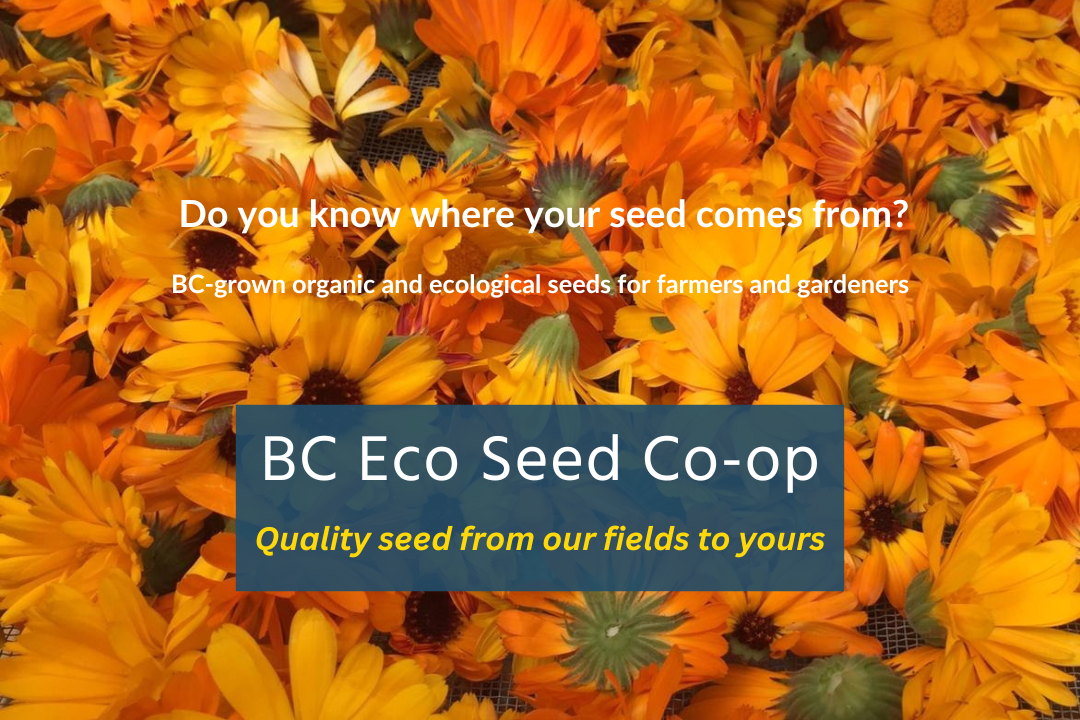 Organic & Ecological BC-Grown Vegetable, Flower, Herb and Grain Seeds ...