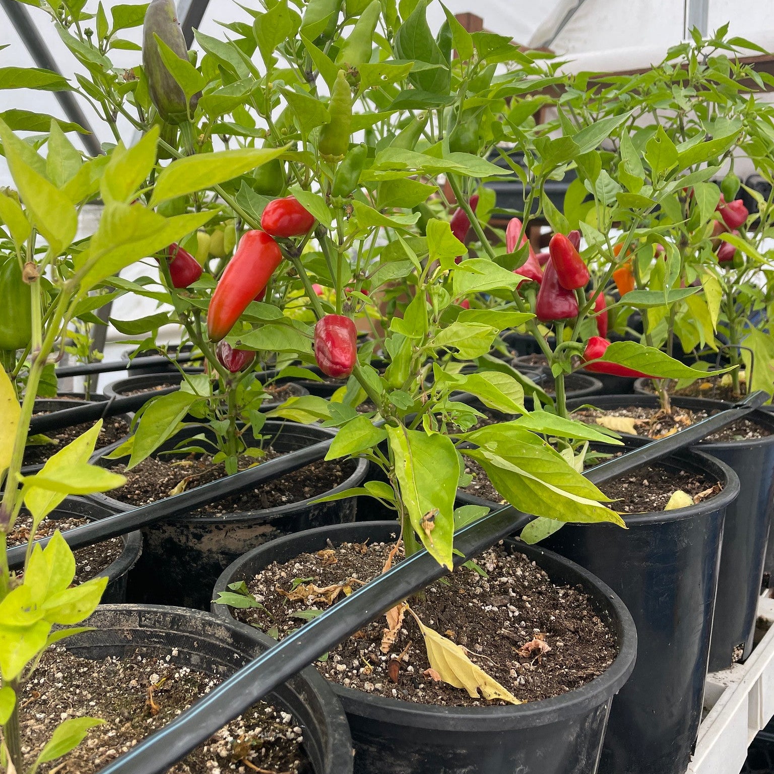 Fresno Hot Pepper – BC Eco Seed Co-op