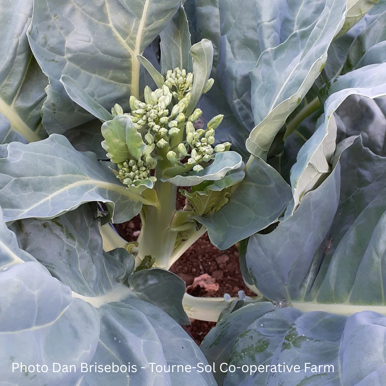 Organic & Ecological BC-Grown Vegetable, Flower, Herb and Grain Seeds ...