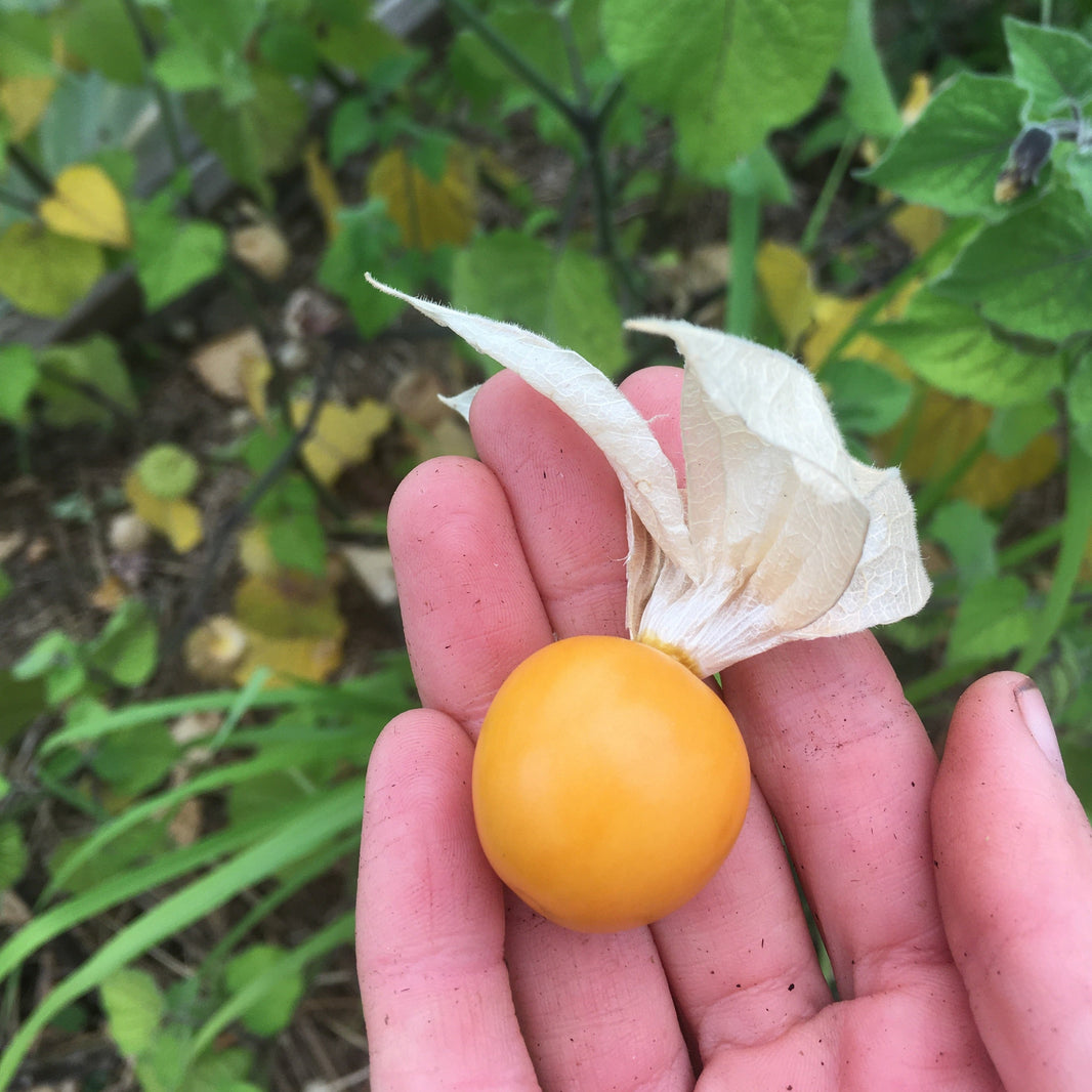 Ground Cherry Seed – BC Eco Seed Co-op