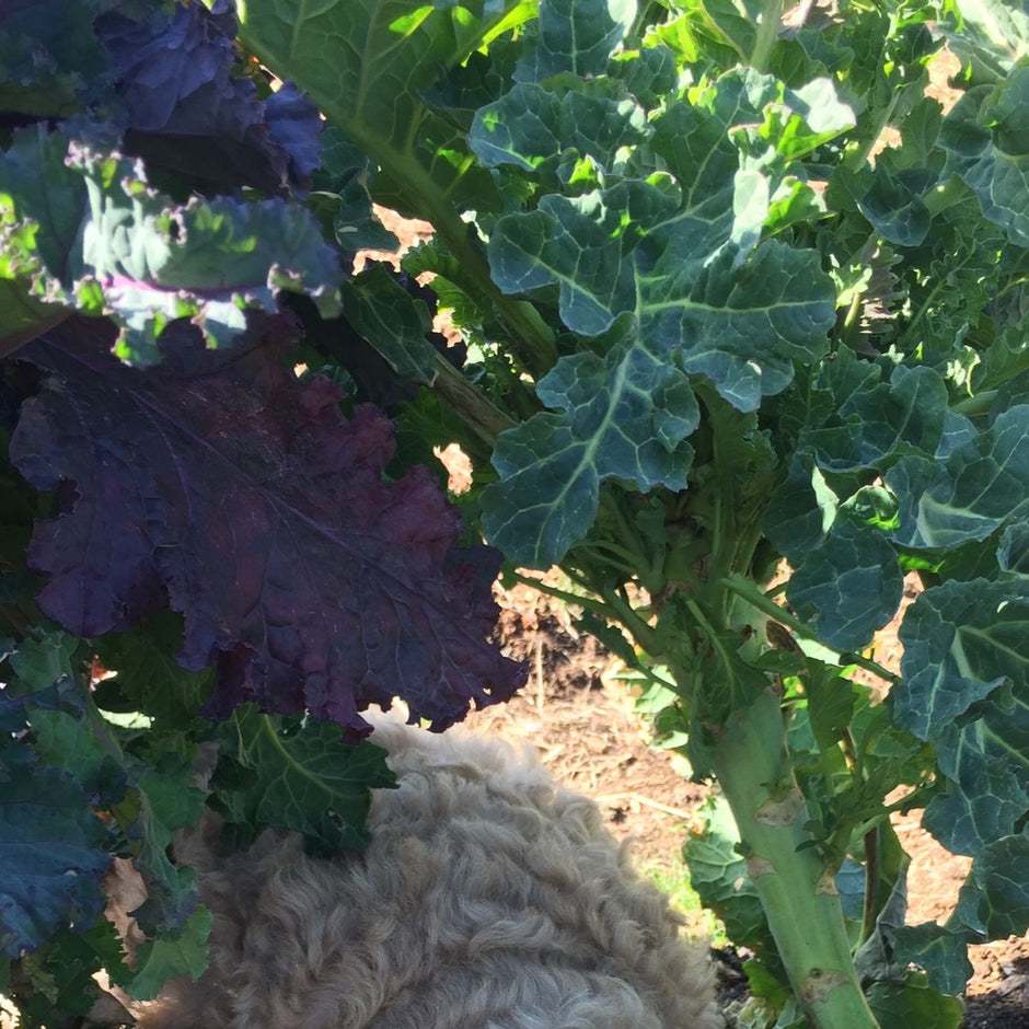 Organic & Ecological BC-Grown Vegetable, Flower, Herb and Grain Seeds ...