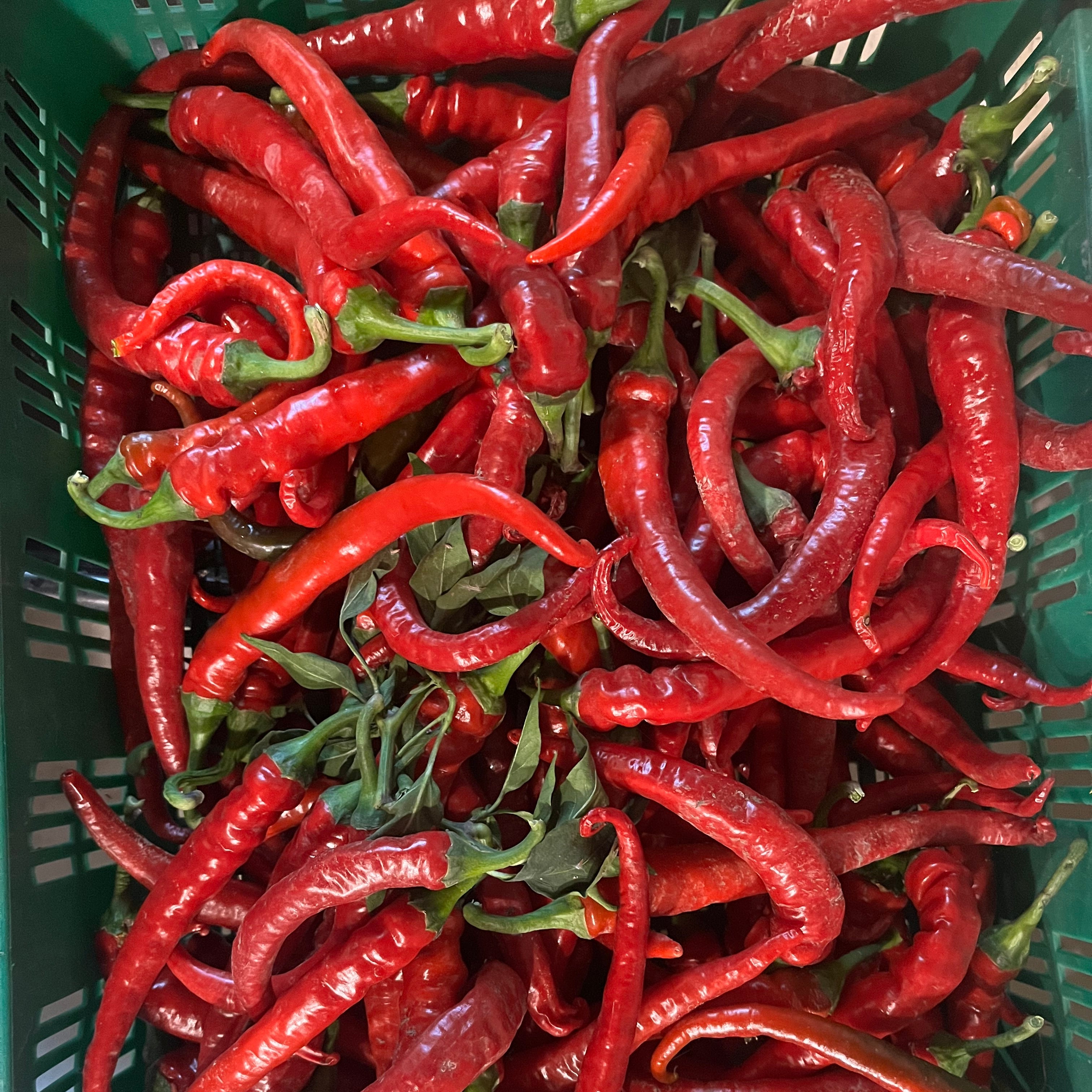 Maria Nagy’s Transylvanian Pepper – BC Eco Seed Co-op
