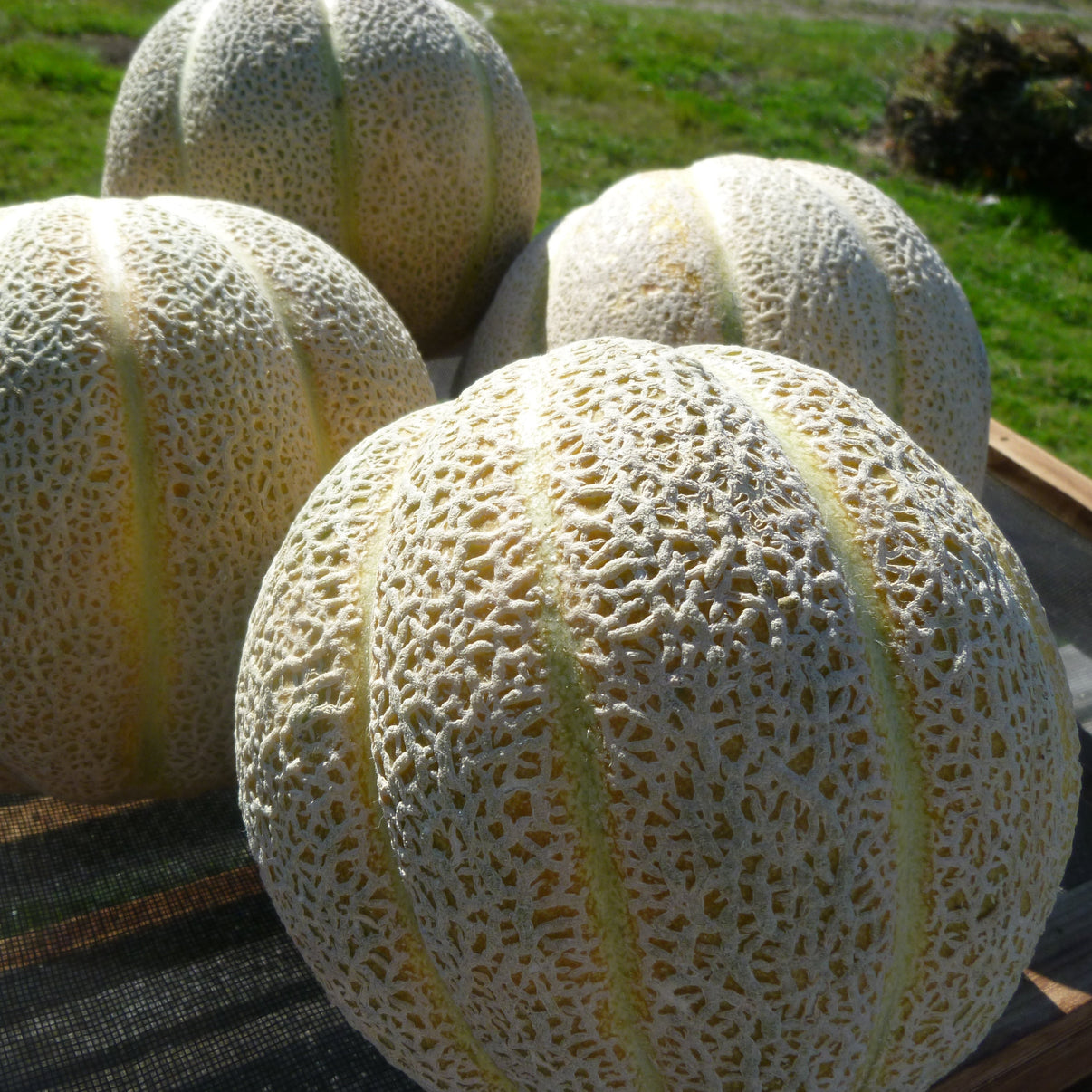 Montreal Musk Melon – BC Eco Seed Co-op