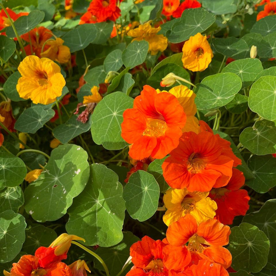 Organic & Ecological BC-Grown Vegetable, Flower, Herb and Grain Seeds ...