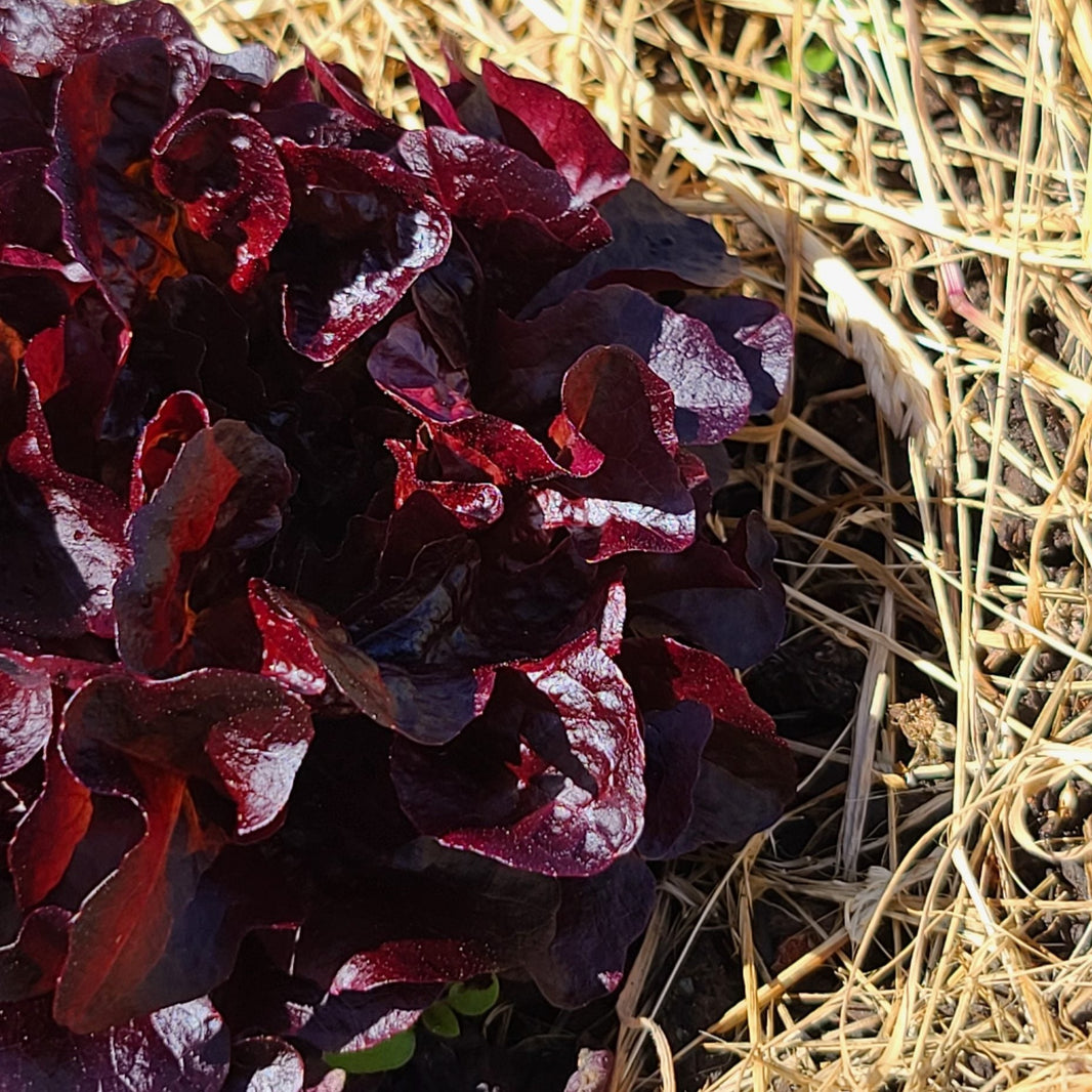 Organic & Ecological BC-Grown Vegetable, Flower, Herb and Grain Seeds ...