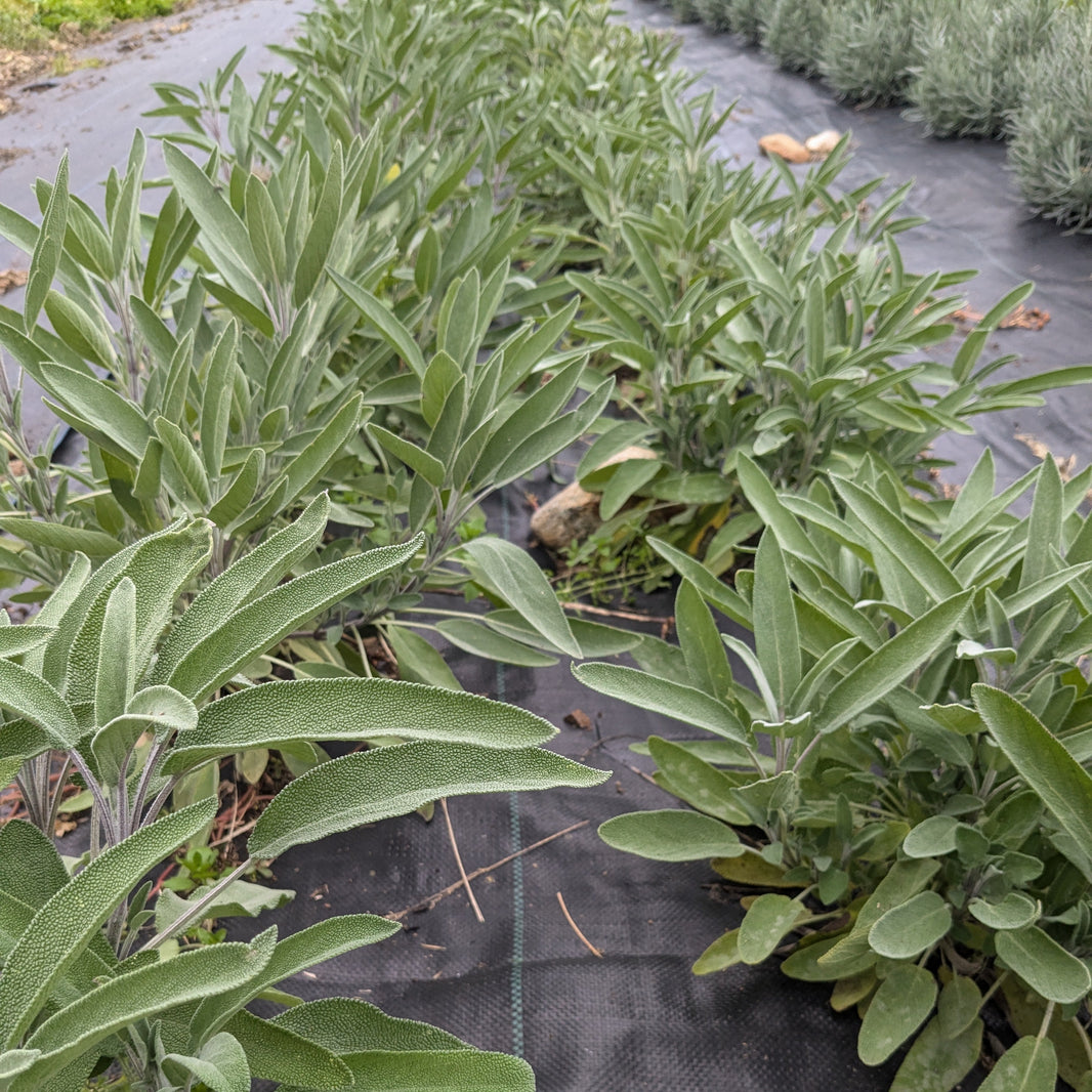 Organic & Ecological BC-Grown Vegetable, Flower, Herb and Grain Seeds ...