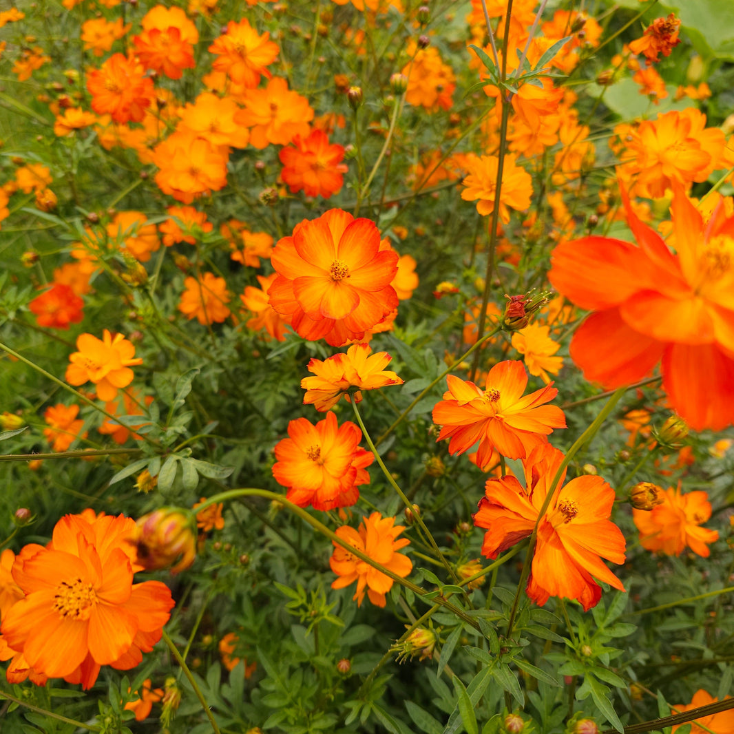 Drought Tolerant – BC Eco Seed Co-op