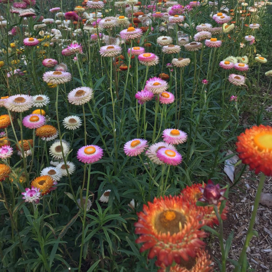 Organic & Ecological BC-Grown Vegetable, Flower, Herb and Grain Seeds ...