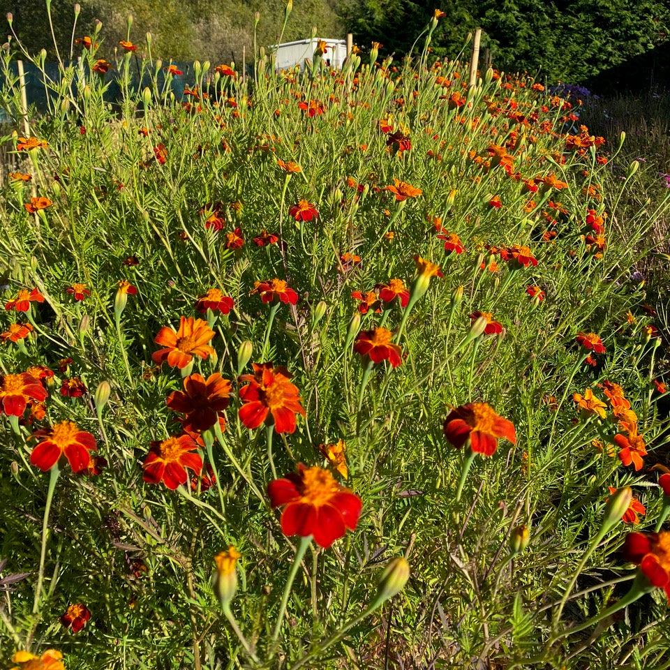Taj Mahal Marigold – BC Eco Seed Co-op