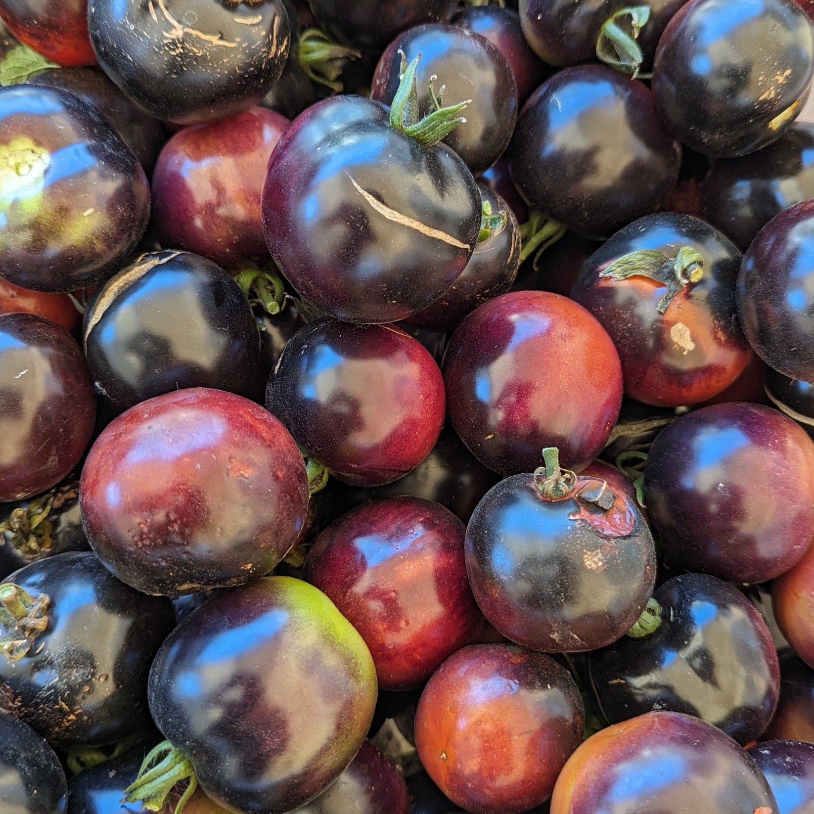 Indigo Rose Tomato – BC Eco Seed Co-op