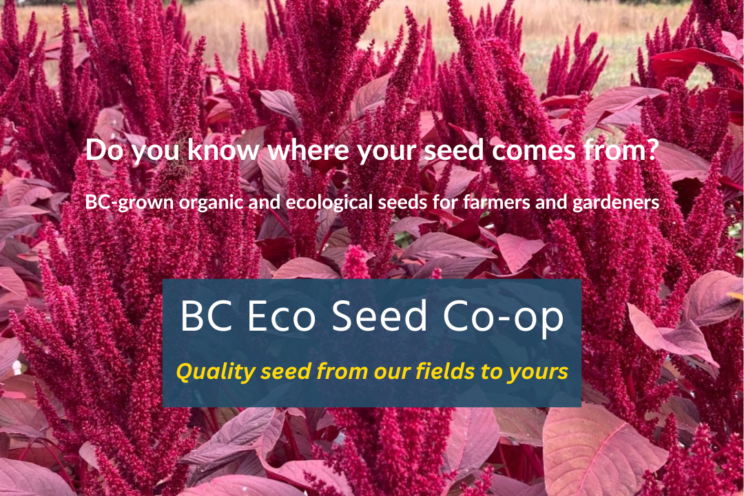 Organic & Ecological BC-Grown Vegetable, Flower, Herb and Grain Seeds ...