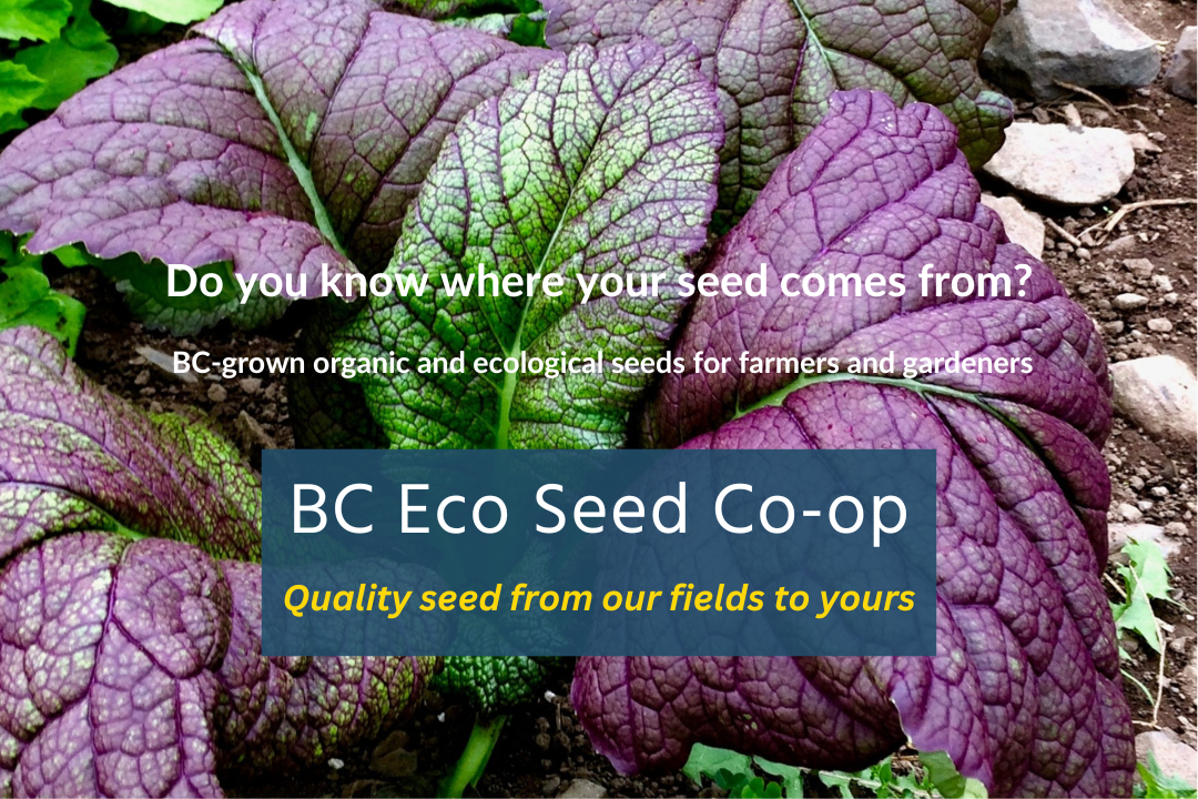 Organic & Ecological BC-Grown Vegetable, Flower, Herb and Grain Seeds ...