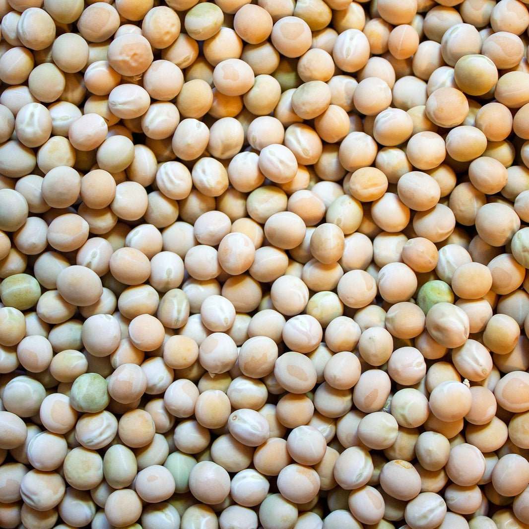 Pea Seed – BC Eco Seed Co-op