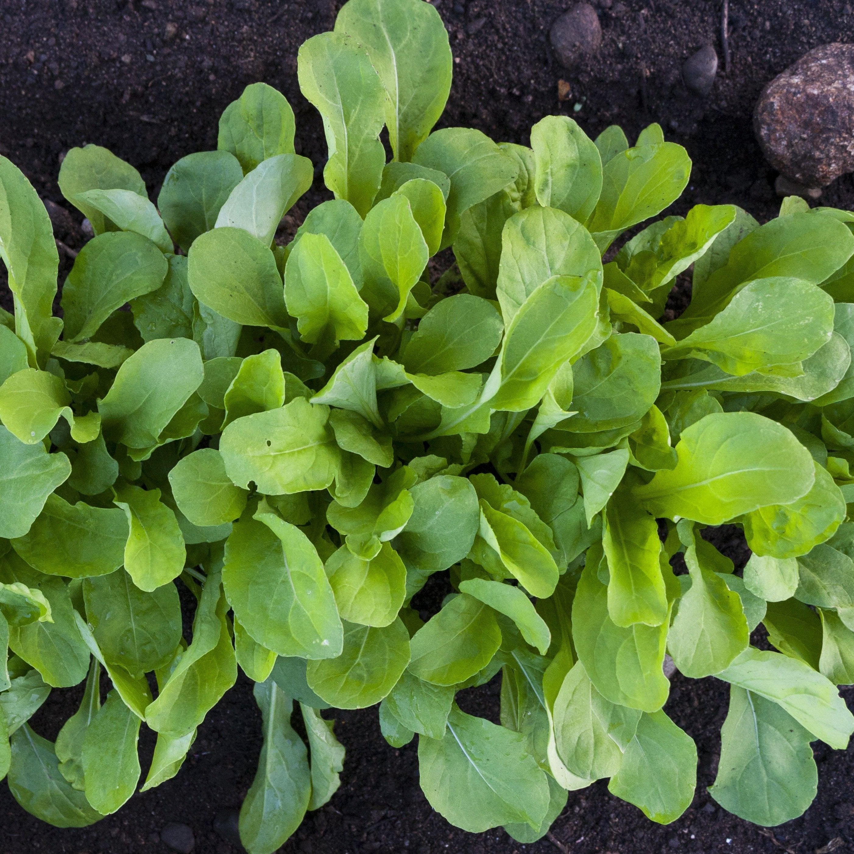 Organic & Ecological BC-Grown Vegetable, Flower, Herb and Grain Seeds ...