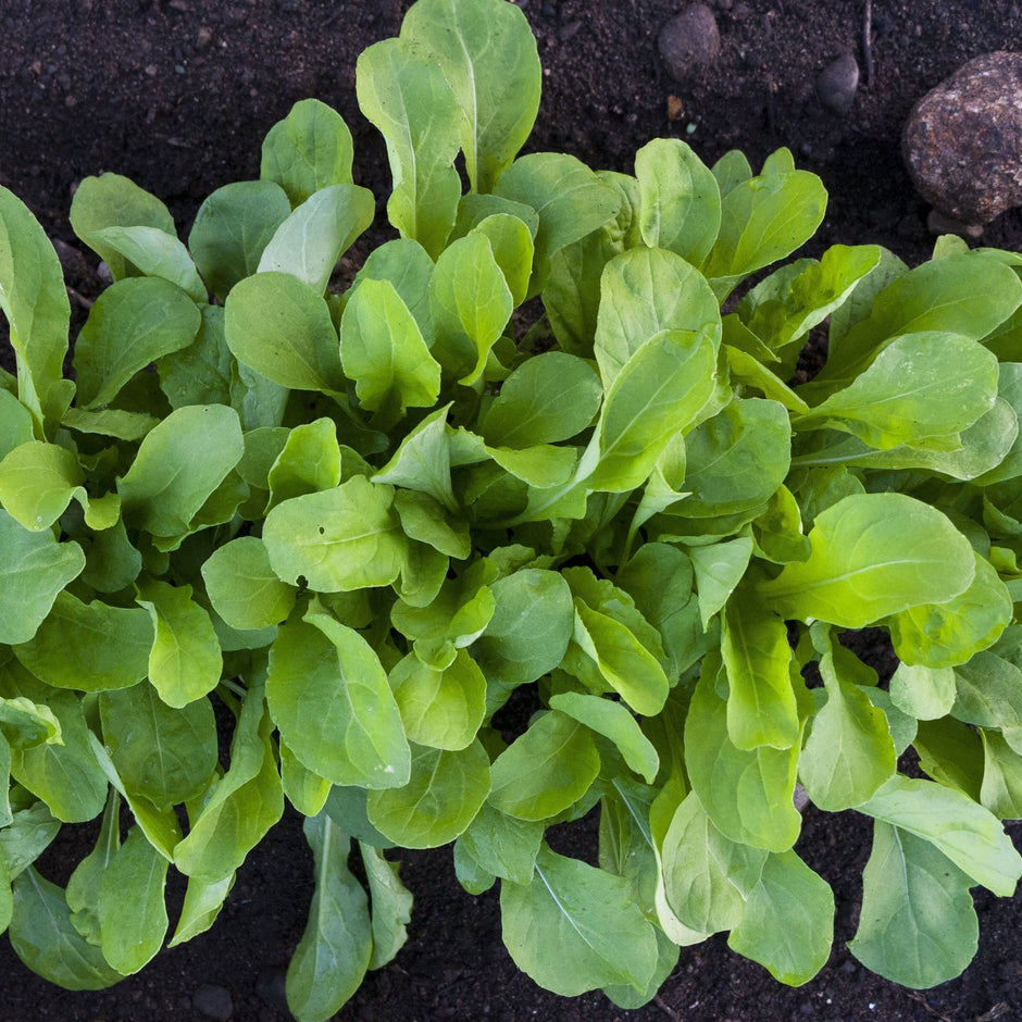 Organic & Ecological BC-Grown Vegetable, Flower, Herb and Grain Seeds ...