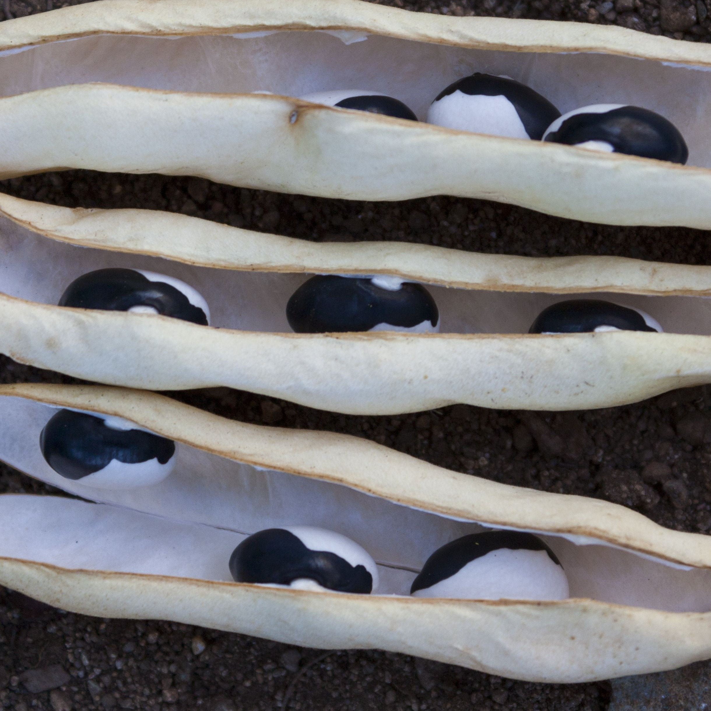 Calypso Bean – BC Eco Seed Co-op