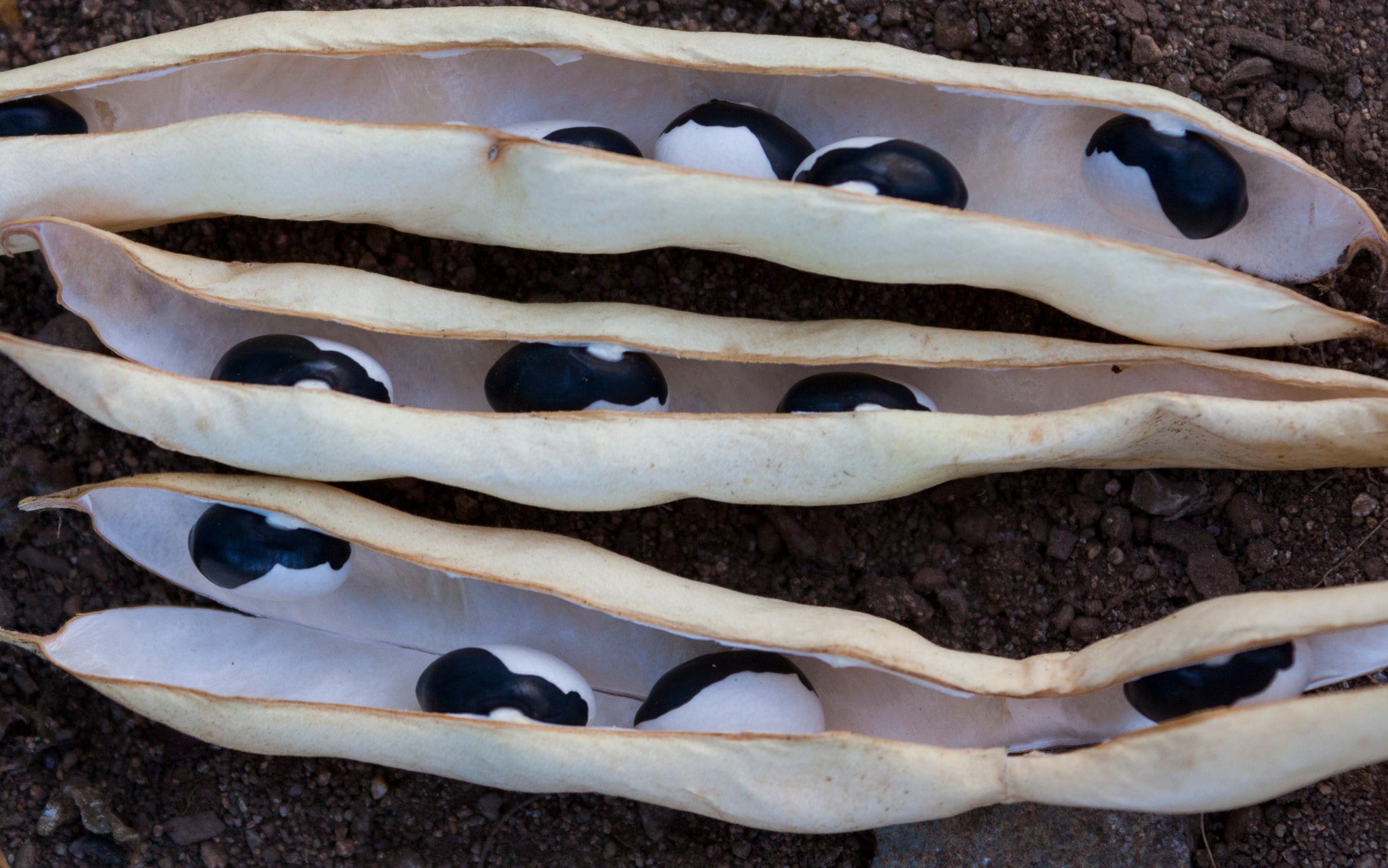 Calypso Bean – BC Eco Seed Co-op