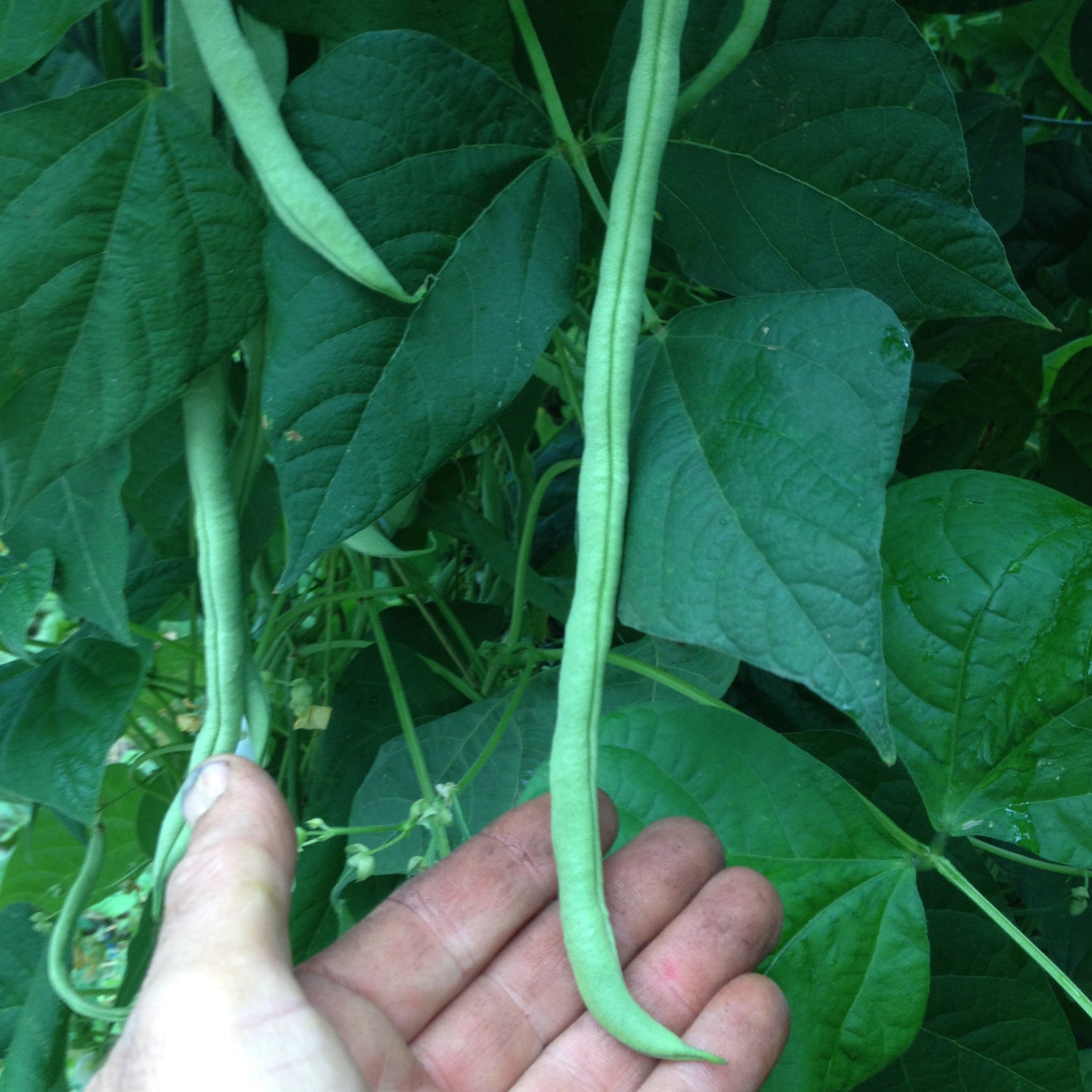 Fortex Bean – BC Eco Seed Co-op