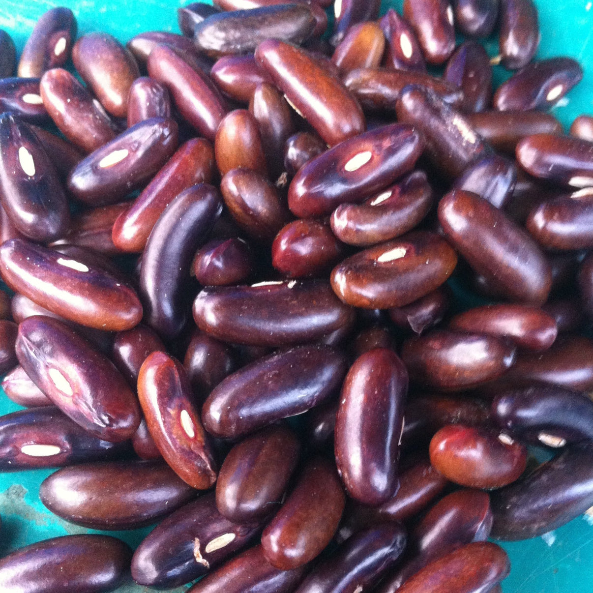 Fortex Bean – BC Eco Seed Co-op