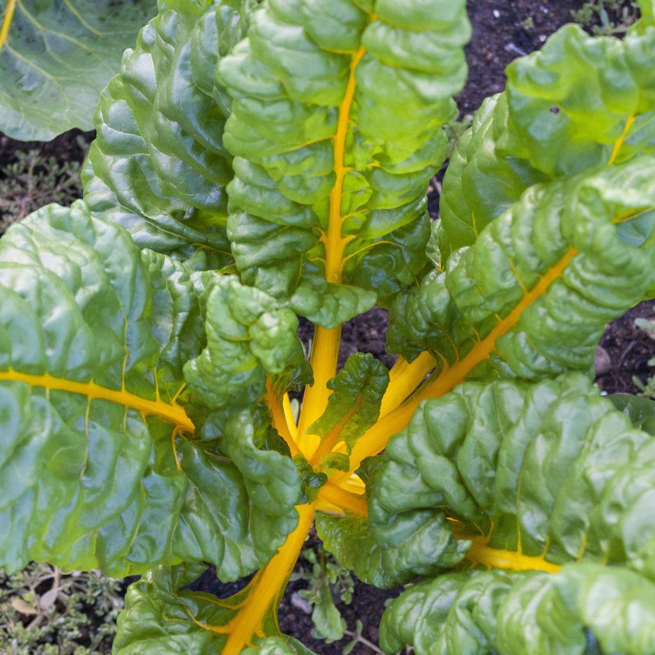 Vegetable Seed – Page 2 – BC Eco Seed Co-op