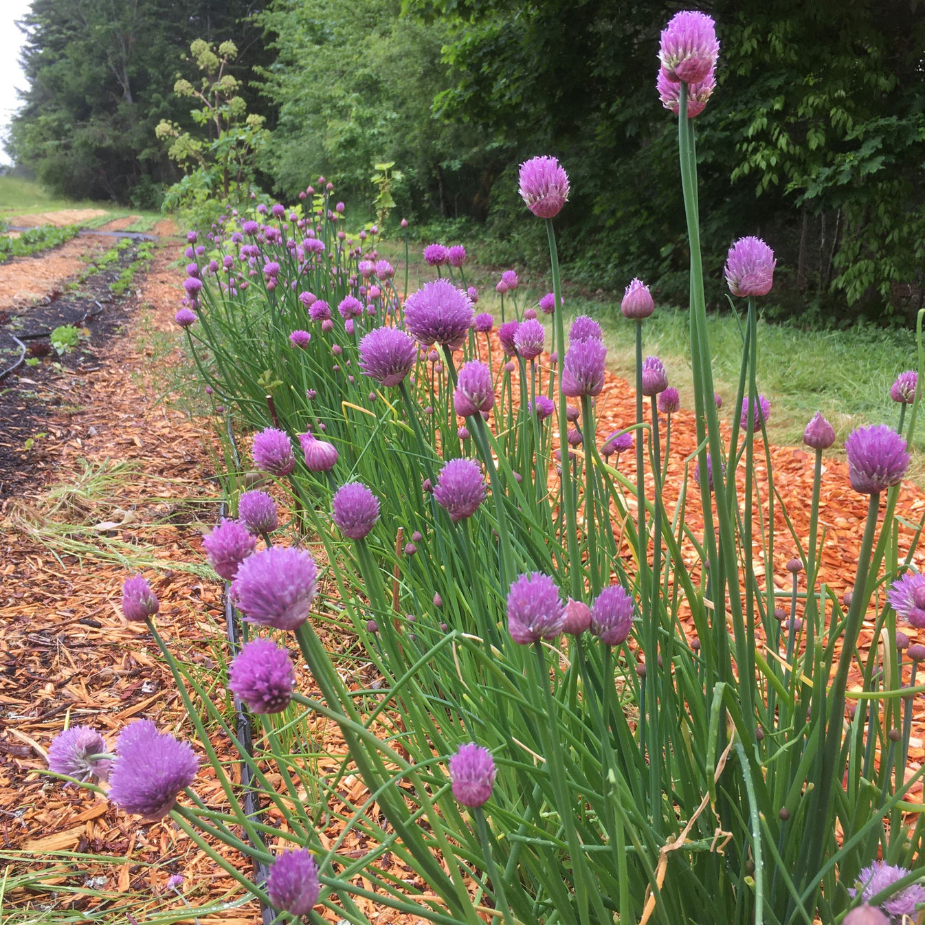Purly Chive – BC Eco Seed Co-op