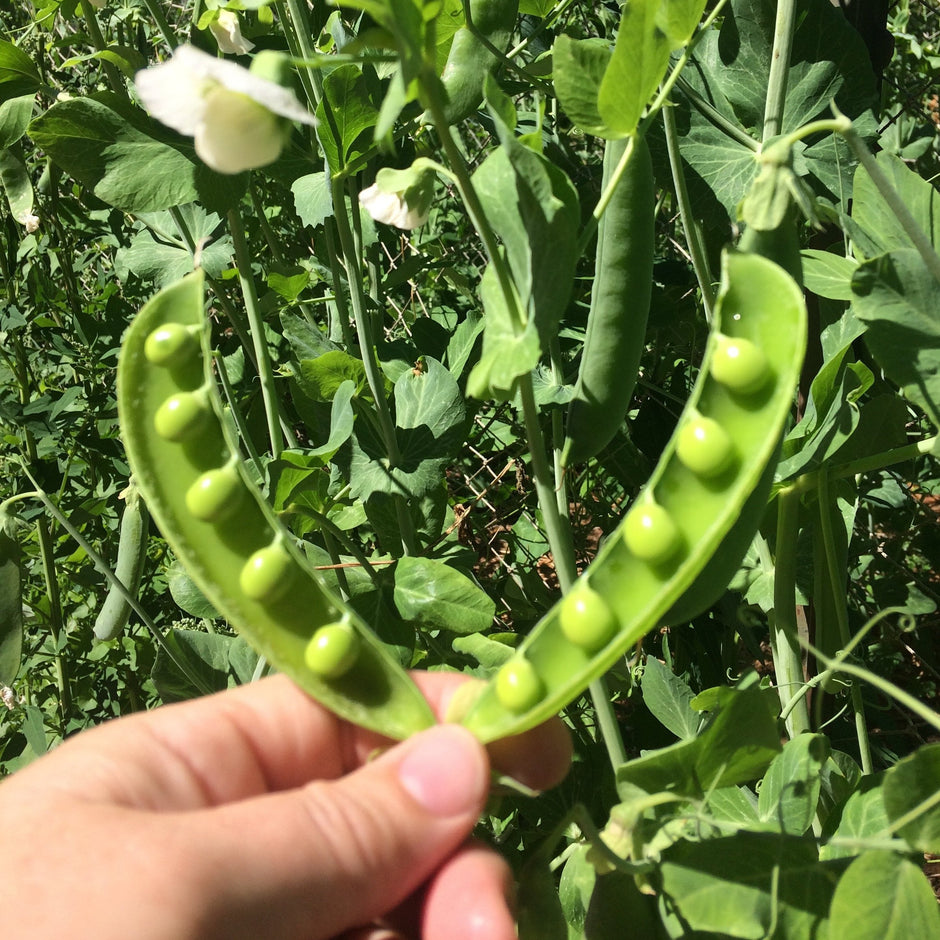 Vegetable Seed – Page 2 – BC Eco Seed Co-op