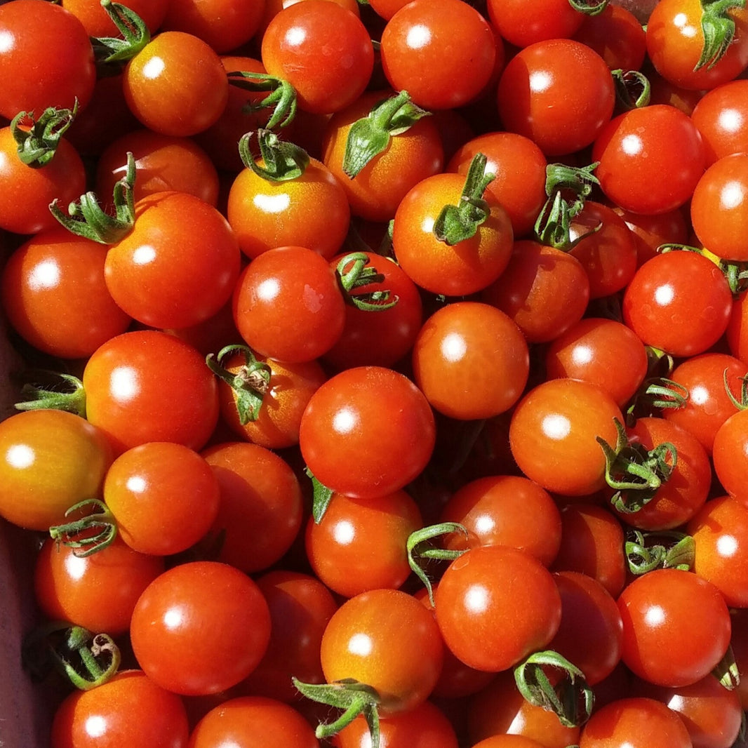 Tomato Seed – BC Eco Seed Co-op